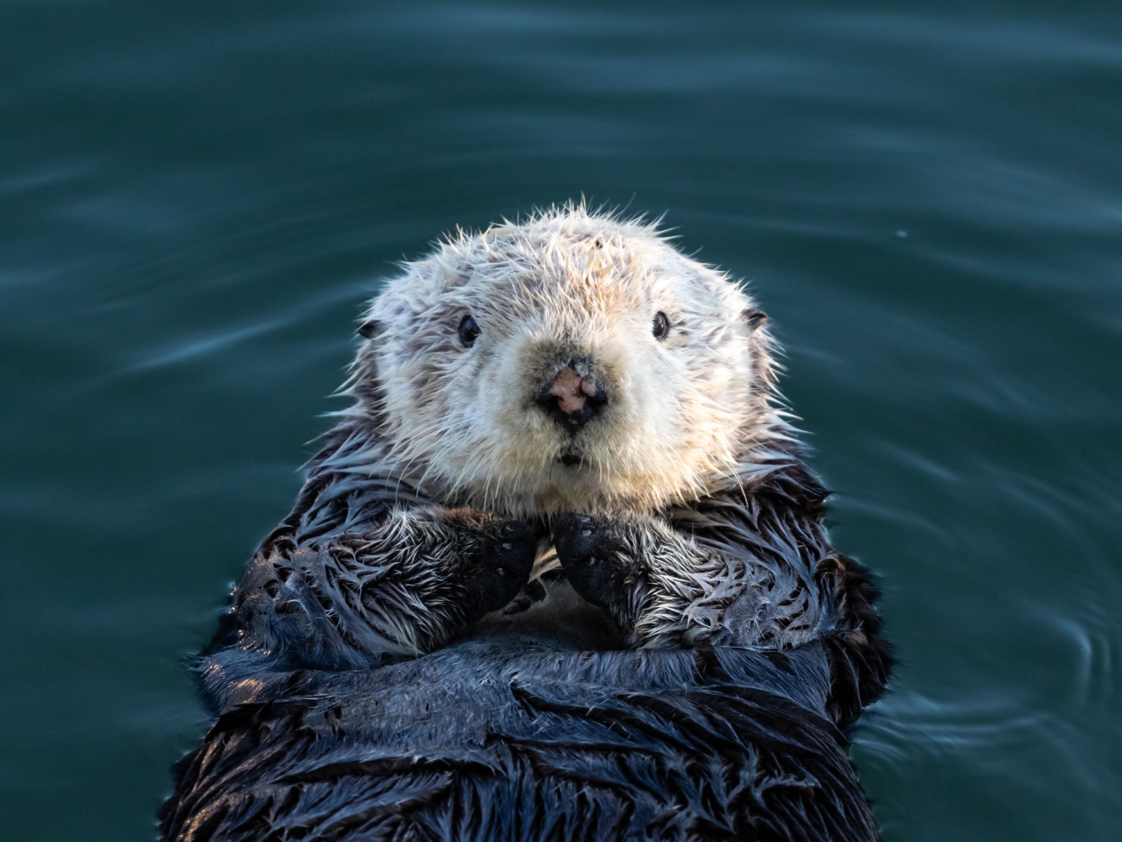 24 Endangered Sea Creatures You Need to Know About and Save – Survival ...